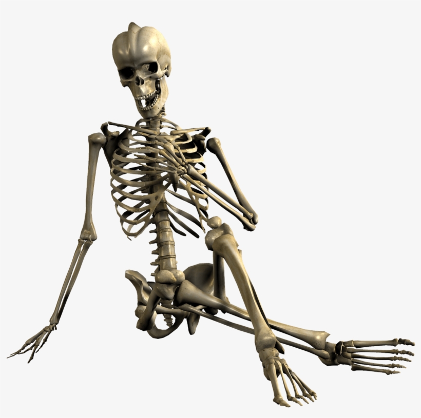 Download - Skeleton Png Transparent PNG - 1280x1280 - Free Download on ...