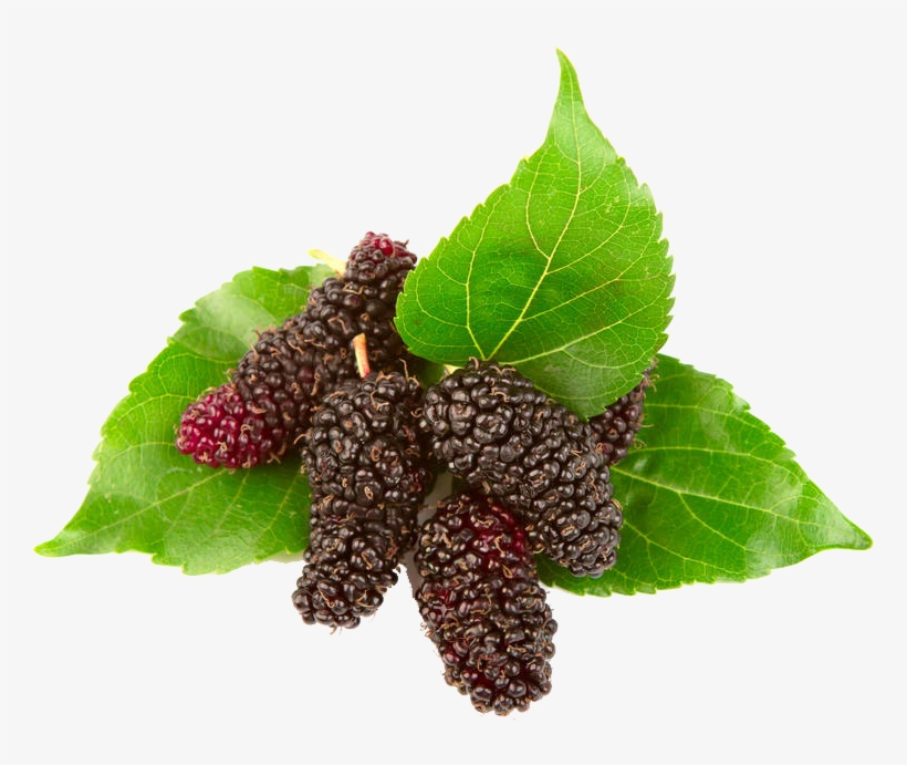 Vector Fruits Mulberry - Mulberry Png Transparent PNG - 1000x750 - Free ...