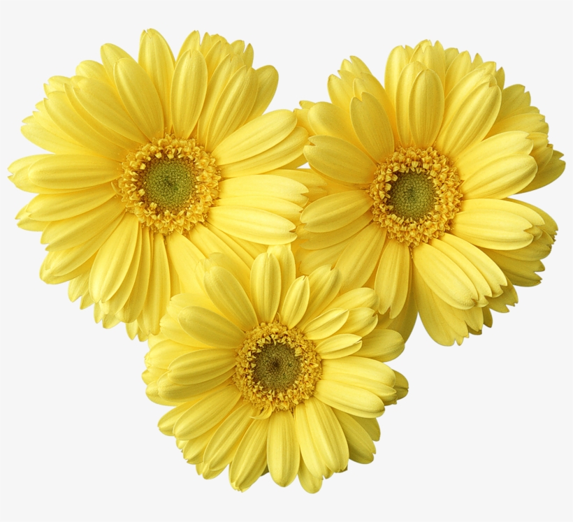 Yellow Daisies Clip Art Transparent PNG - 800x667 - Free Download on ...