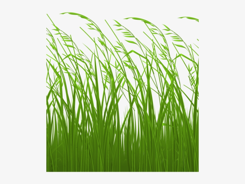 Grass Clipart Logo - Tall Grass Clipart Transparent PNG - 510x600 ...
