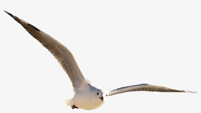 Download Bird Flying No Background - HD Transparent PNG - NicePNG.com