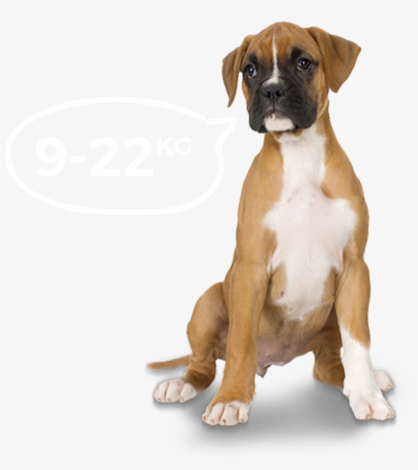 Boxer Dog Png - Pirate Boxer Dog Ornament (round) Transparent PNG ...