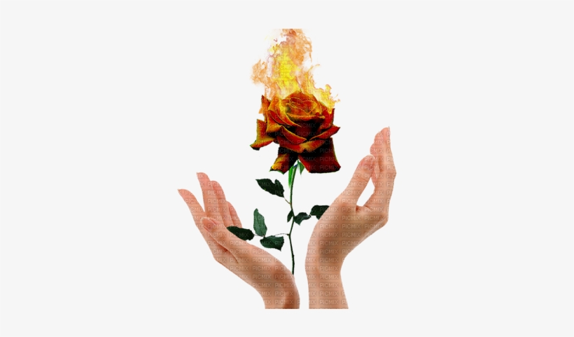 Download Fire Rose - Aesthetic Hand - HD Transparent PNG - NicePNG.com