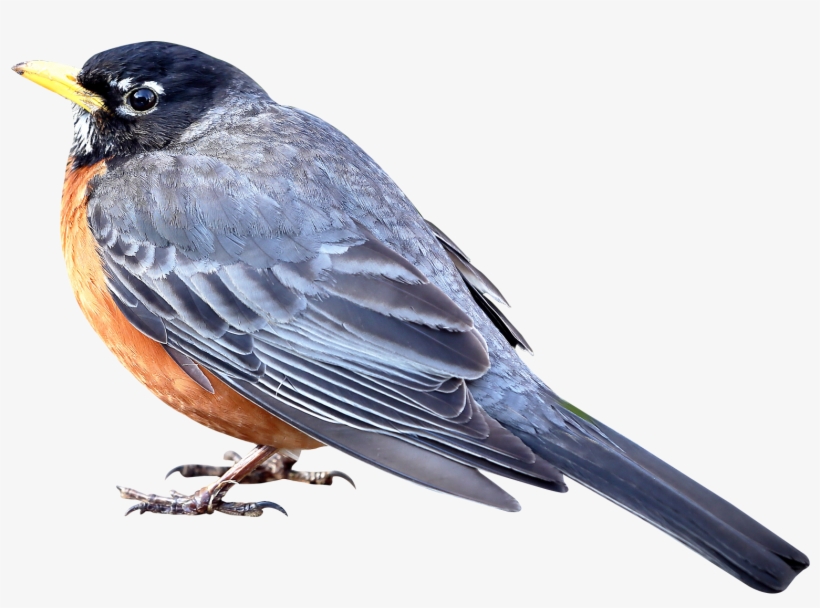 Merle Bird Png Transparent Image - Merle Bird Transparent PNG - 500x365 ...