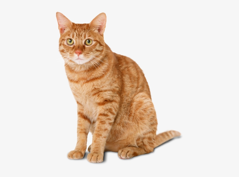 Cat-png - Cat Png Transparent PNG - 439x527 - Free Download on NicePNG