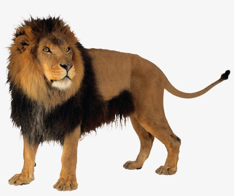 Male Lion Png - Lion No Background Transparent PNG - 2134x1688 - Free ...