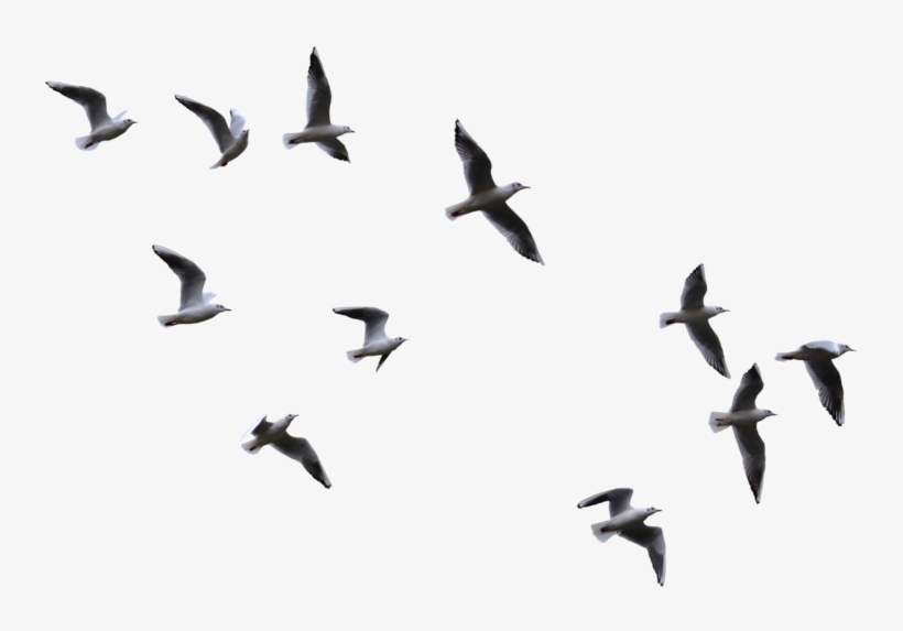 Image - Seagulls Flying Transparent Background Transparent PNG - 1024x683 - Free Download on NicePNG