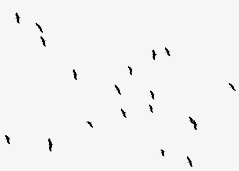 Birds Png - Birds Top View Png Transparent PNG - 900x599 - Free ...
