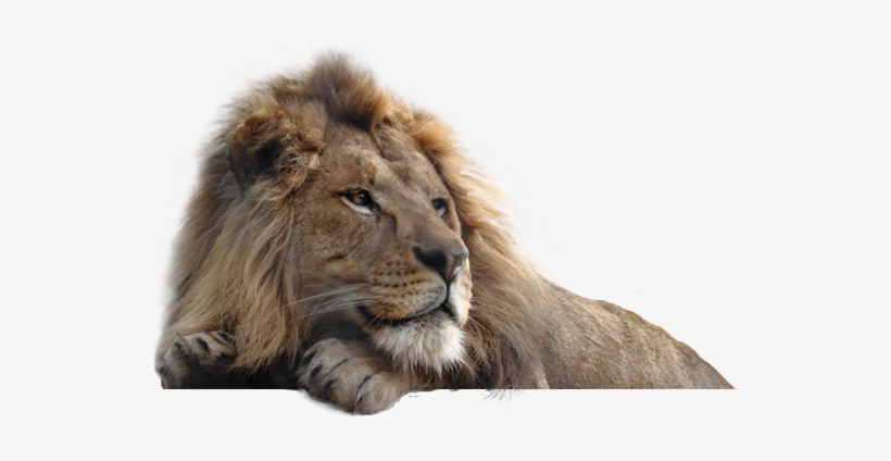 Lion Png - Sitting Lion Png Transparent PNG - 540x344 - Free Download ...