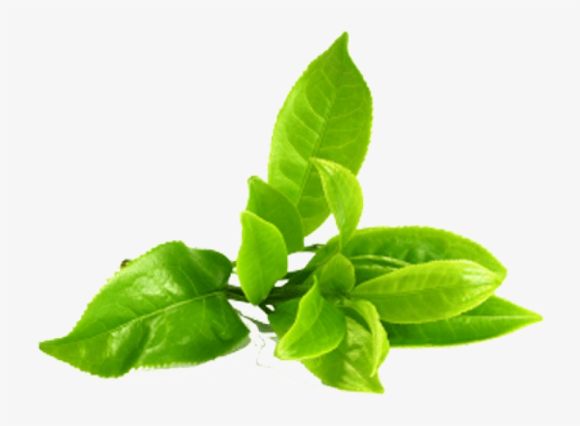 Tea Leaves Png