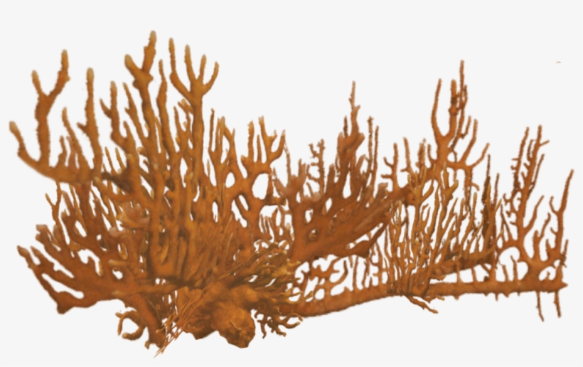Fire Coral 4 - Illustration Transparent PNG - 1080x1080 - Free Download ...