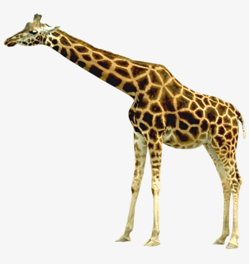 Free Png Giraffe Png Images Transparent - Giraffe Clipart Transparent ...