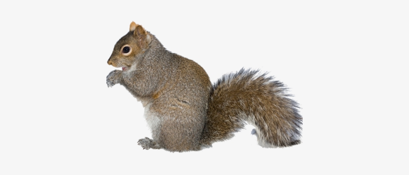 Squirrel With Arms Out Png - Gray Squirrel Png Transparent PNG ...