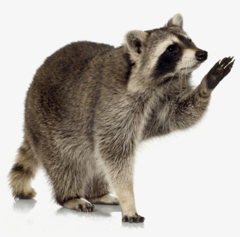 Animals - Raccoons - Raccoon Transparent Png Transparent PNG - 440x421 ...
