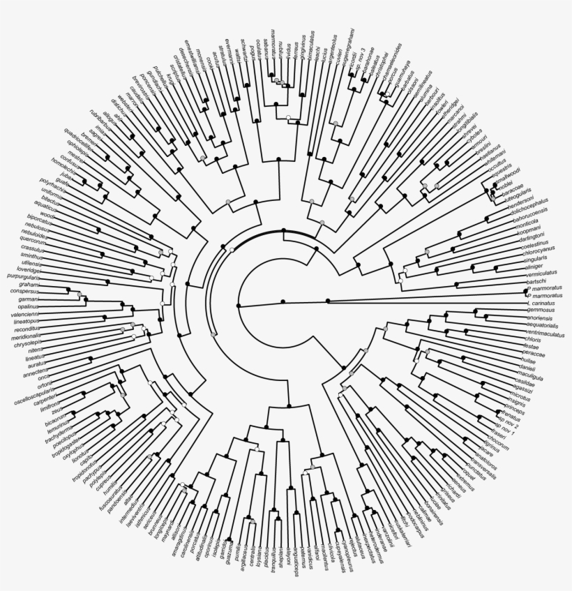Beast Estimated Phylogeny Of Anoles - Phylogenetic Tree Art Transparent ...