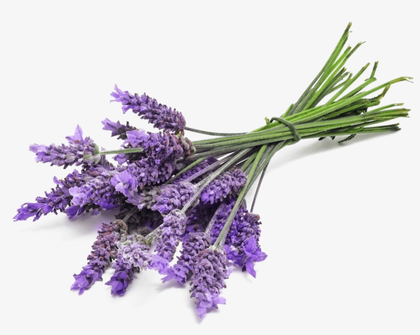 Lavender Bunch Close Up - Transparent Background Lavender Png ...