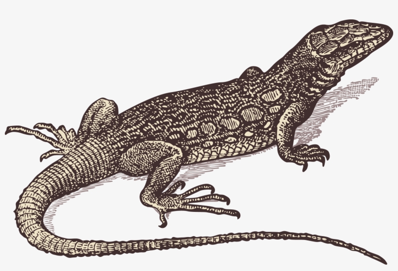 Snakeskin Drawing Lizard - Monster Lizard Transparent PNG - 2046x1296 ...