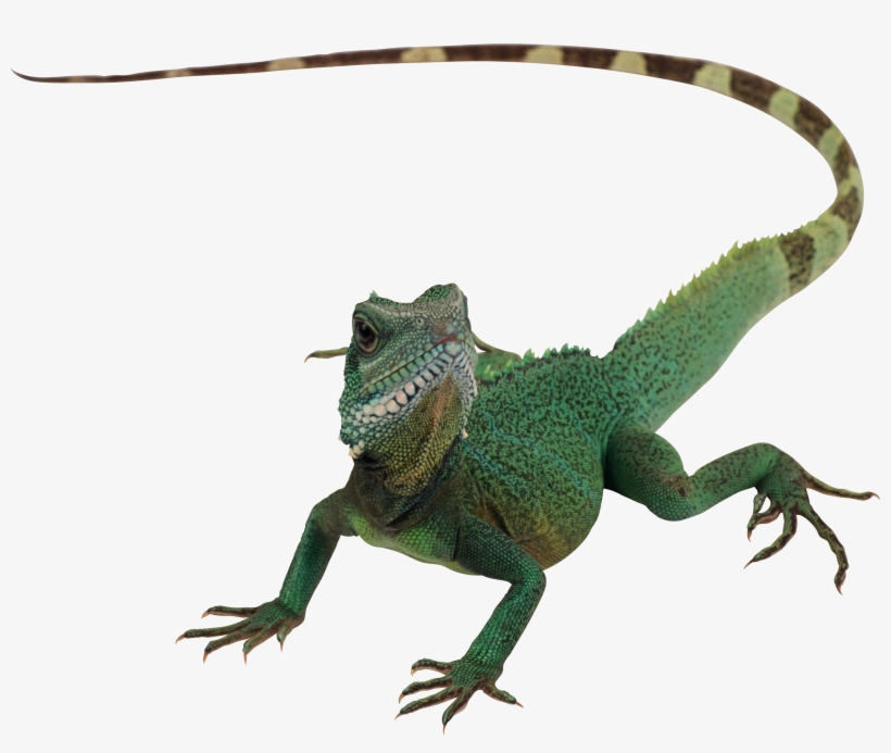 Lizard Png Transparent PNG - 2560x2039 - Free Download on NicePNG