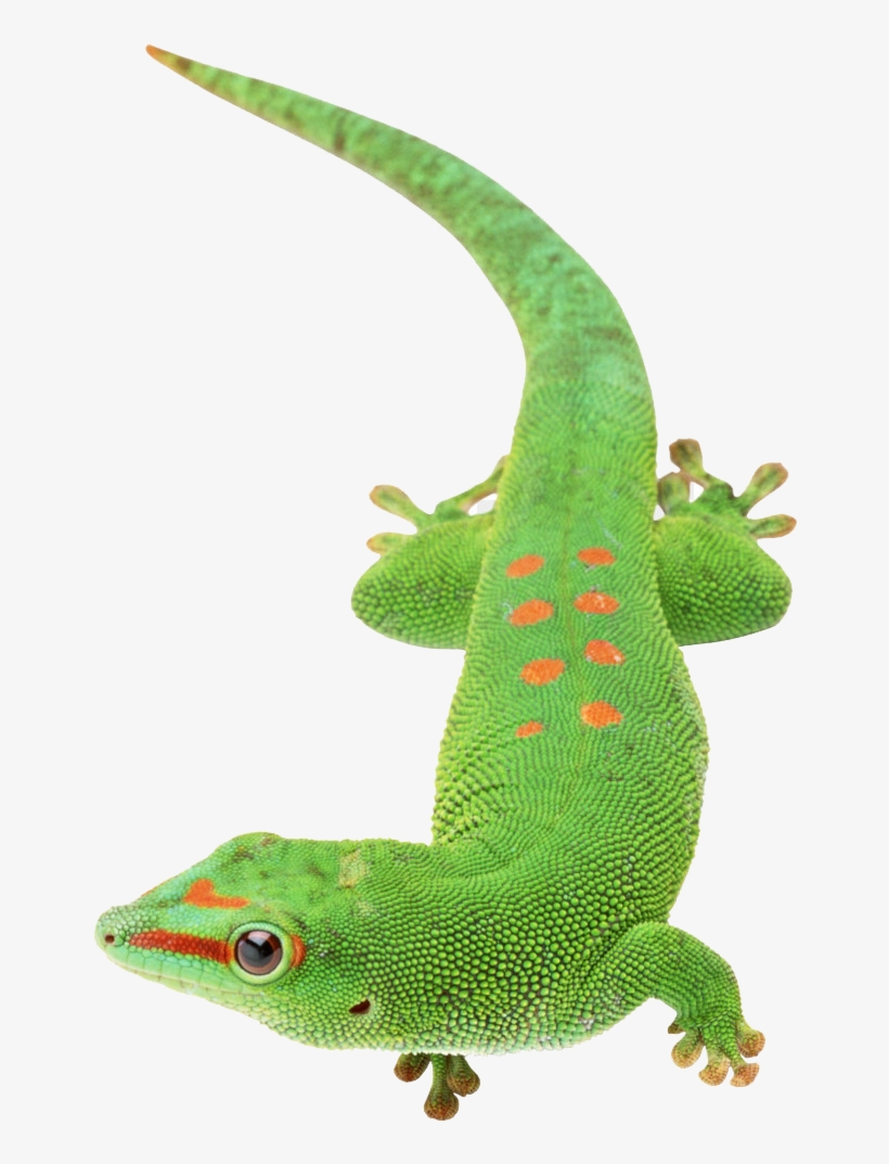 Green Lizard Free Png - Van Der Waals Bindung Transparent PNG ...