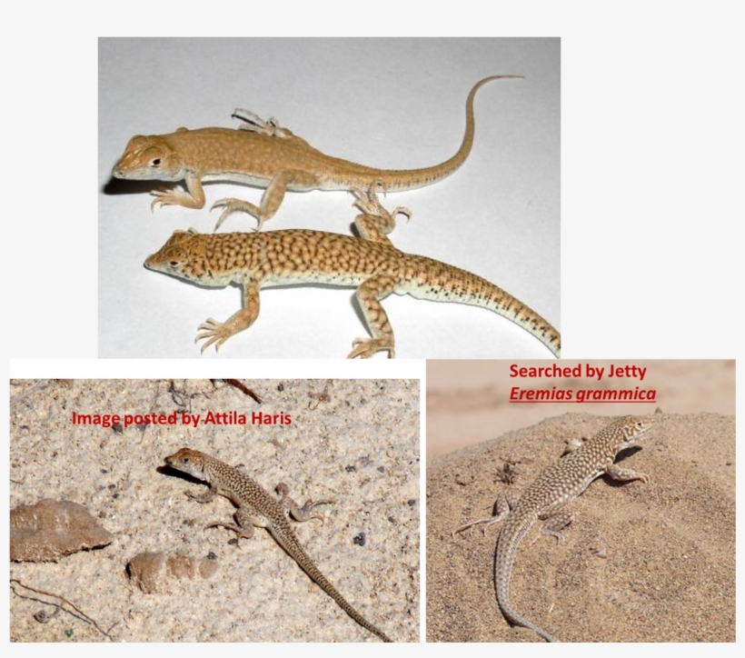 Libyan Lizards Transparent PNG - 1203x990 - Free Download on NicePNG