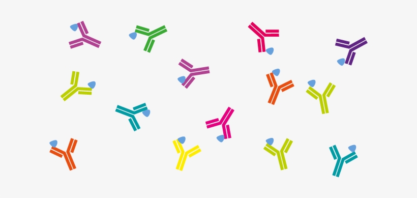 Antibody Transparent PNG - 690x350 - Free Download on NicePNG