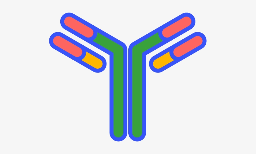 Antibody - Antibody Svg Transparent PNG - 505x413 - Free Download on ...