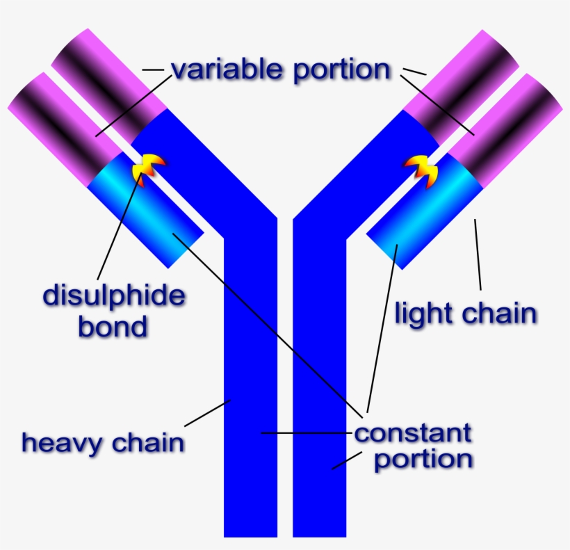 Open - Labeled Structure Of Antibody Transparent PNG - 2000x1847 - Free ...