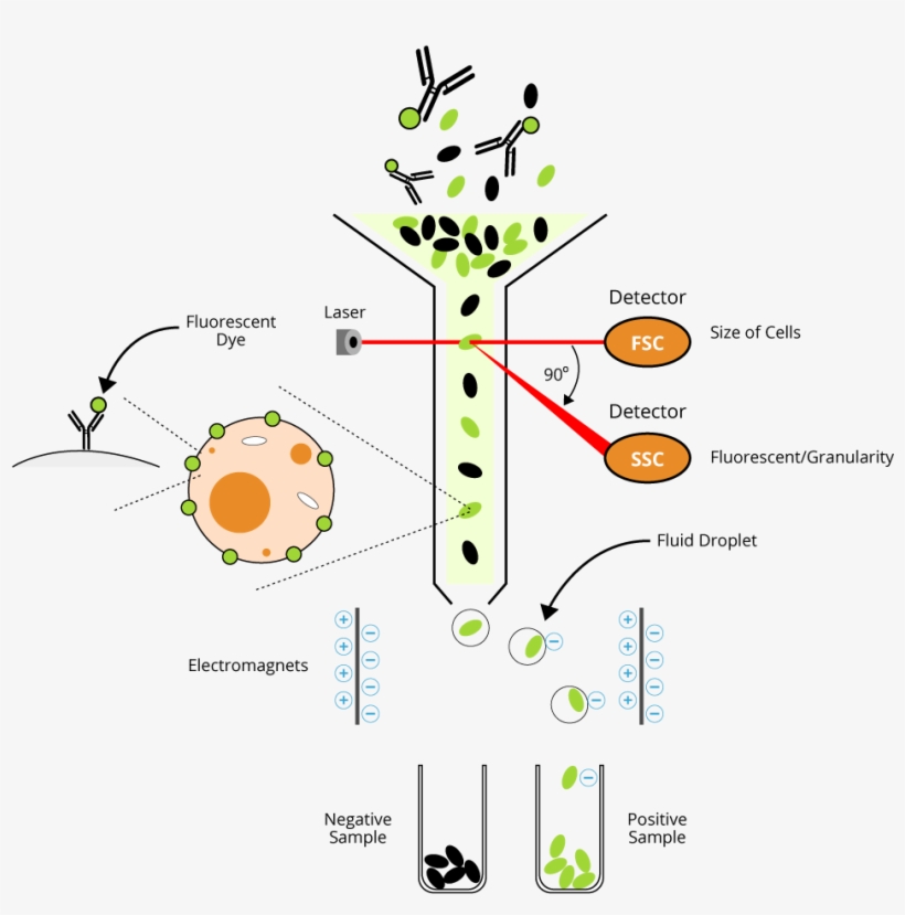 Flow Cytometry Fundamental Principle - Flow Cytometry Transparent PNG ...