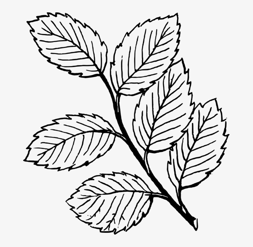 Drawn Vine Plant Stem - Colouring Page Of Leaves Transparent PNG ...
