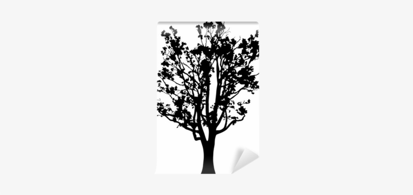 Old Oak Tree Silhouette Isolated On White Wall Mural - Oak Transparent ...