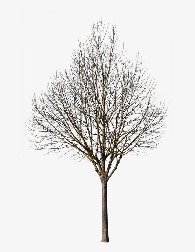Deciduous Tree Winter Viii - Oak Transparent PNG - 634x1000 - Free ...