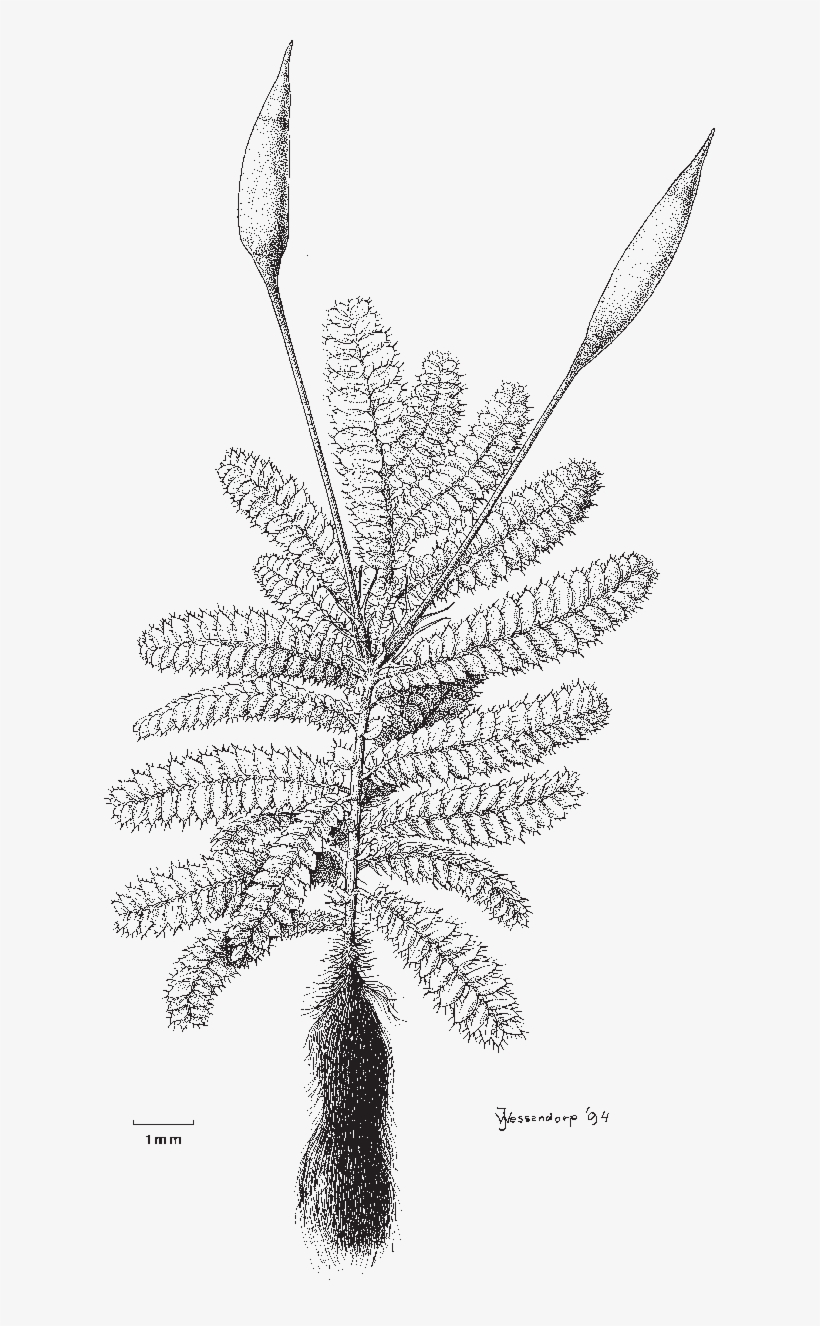 Moss Drawing Scientific - Pond Pine Transparent PNG - 611x1246 - Free ...