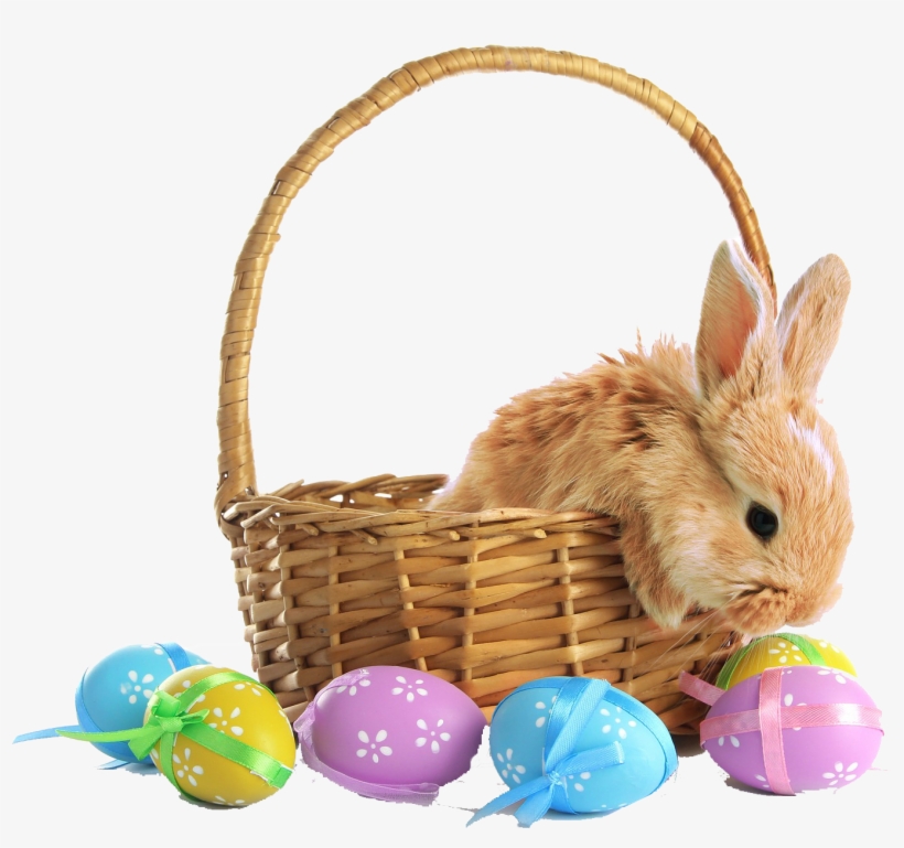 Rabbit In Easter Basket Transparent PNG - 1600x1399 - Free Download on ...