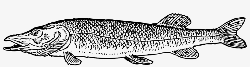 Fish Type Scales Fishing Pike Png Image - Pike Clipart Transparent PNG ...