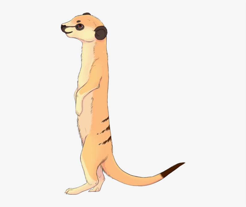 Recent Images - Meerkat Transparent PNG - 500x650 - Free Download on ...
