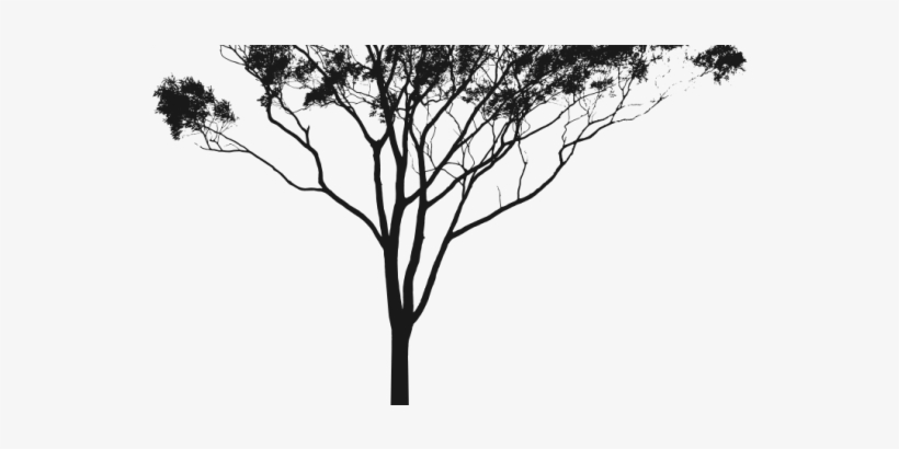 Download Inspirational Design Gum Tree Silhouette Eucalyptus ...
