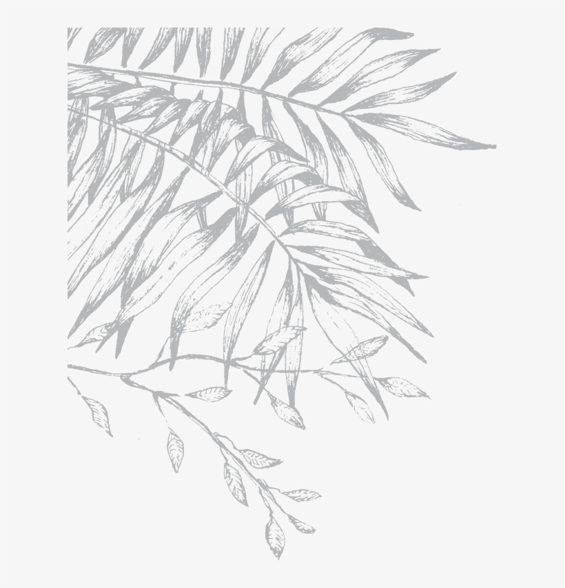 Sketch Transparent PNG - 624x774 - Free Download on NicePNG