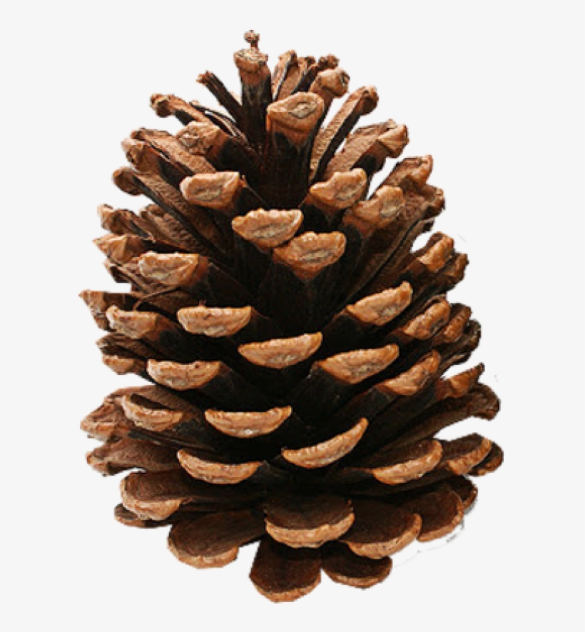 Pine Cone Clipart Image Download - Pine Cone Transparent Background ...