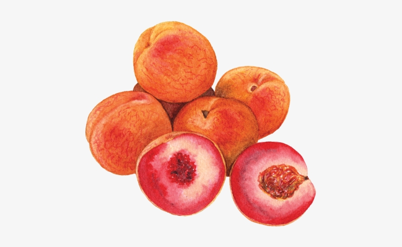 Indian Blood Peaches - Blood Peaches Transparent PNG - 500x496 - Free ...