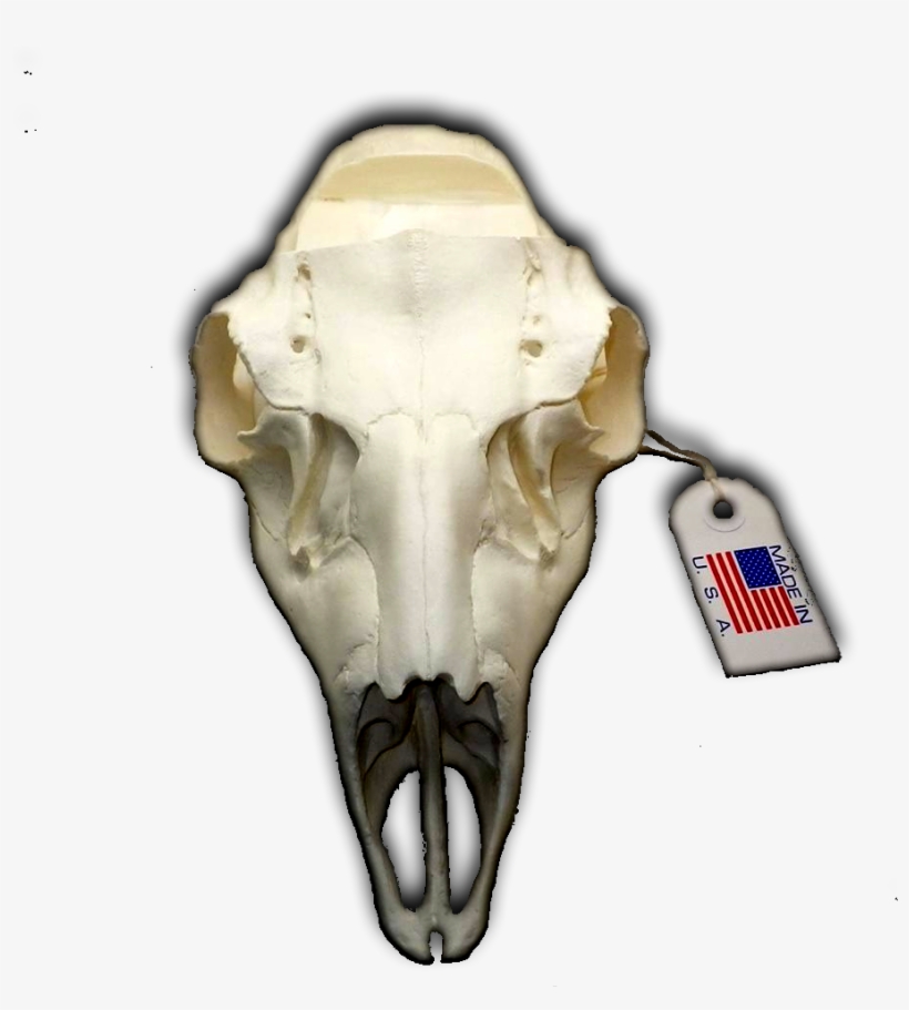 Mule Deer European Replica Skull Mount ” With Notched - Replica ...