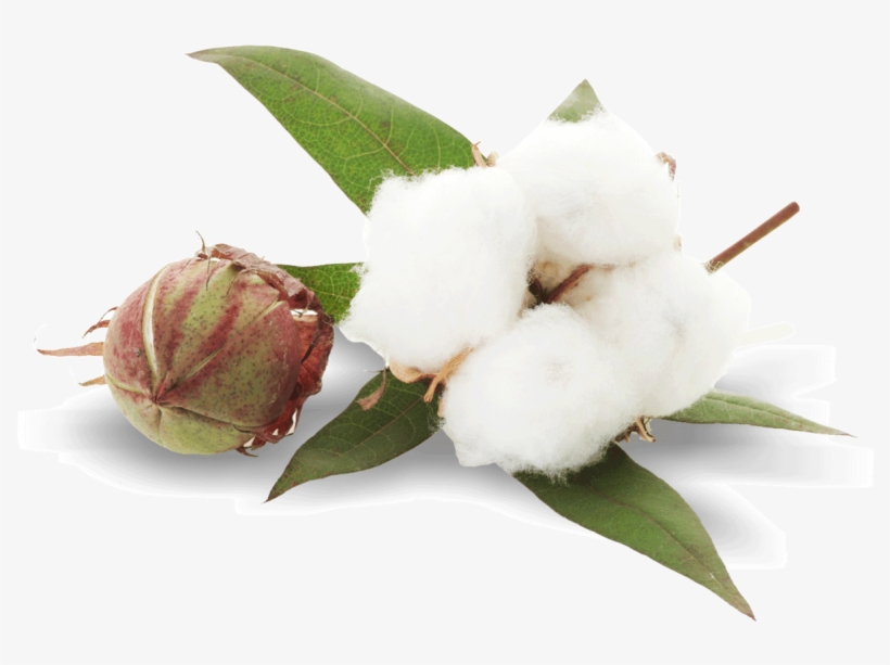 Free Png Cotton Plant Png Images Transparent - Cotton Plant Png ...