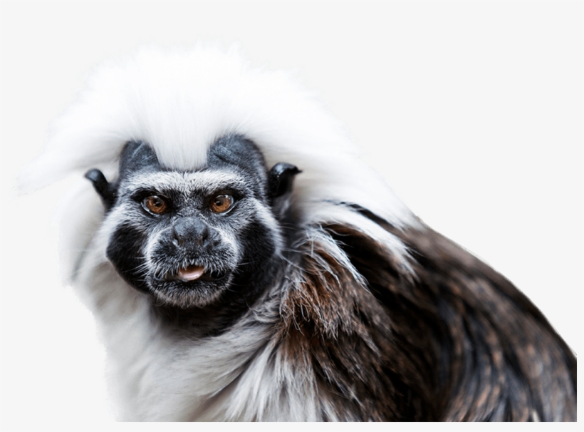 Cotton Top Tamarin Transparent PNG - 1053x727 - Free Download on NicePNG