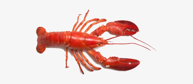 Lobster Transparent Png Png Freeuse Stock - Lobster Png Transparent PNG ...