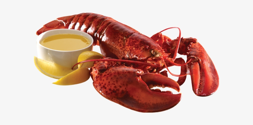 Lobster Png - Cooked Lobster Png Transparent PNG - 600x600 - Free ...