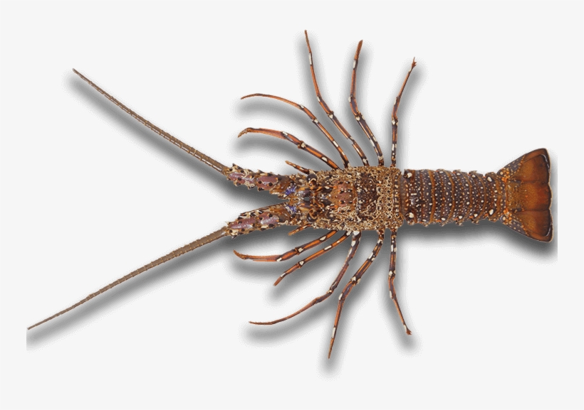 Rock-lobster - Insect Transparent PNG - 746x520 - Free Download on NicePNG