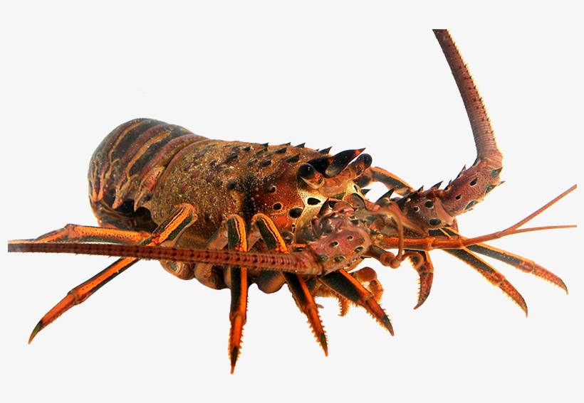 Spiny Lobster - California Spiny Lobster Png Transparent PNG - 800x533 ...