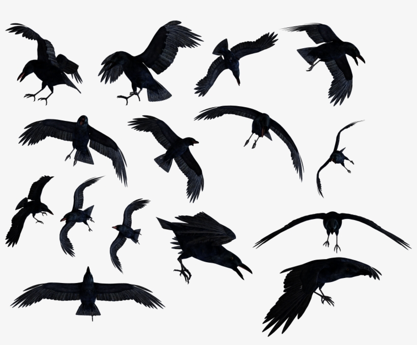 Flock Of Ravens Png Transparent PNG - 2962x2320 - Free Download on NicePNG