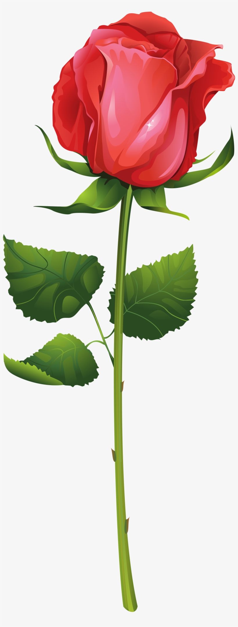 Long Stem Roses Clipart