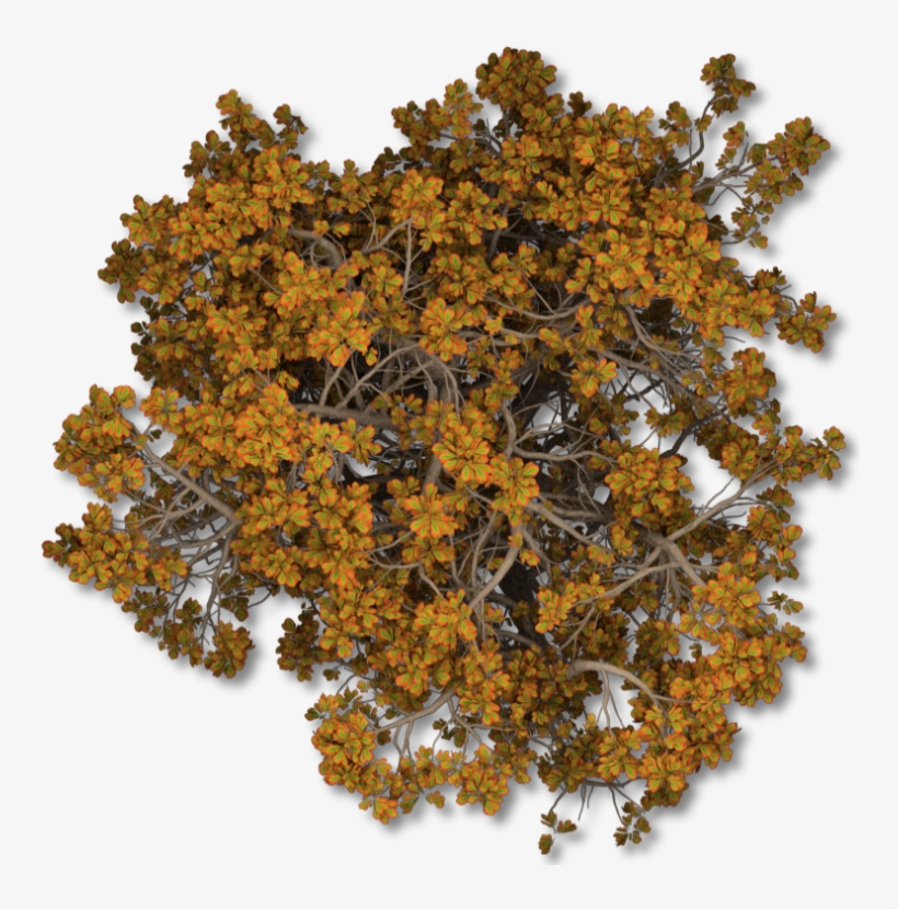 Fall Tree Leaves Png 24 Mar 2009 14 05 44 Tree 02fall - Tree Plan ...