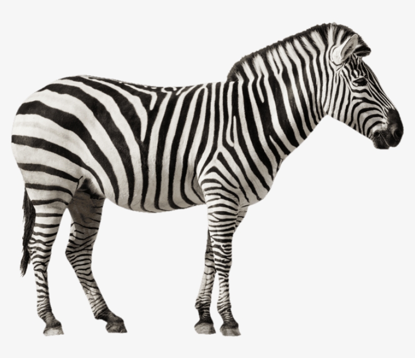 Free Png Zebra Free Desktop Png Images Transparent - Zebra Immagini ...